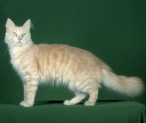 Sean | Cats of the Clans Wiki | Fandom