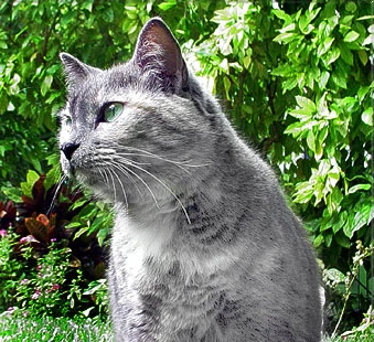 Sagetail | Cats of the Wild Wiki | Fandom