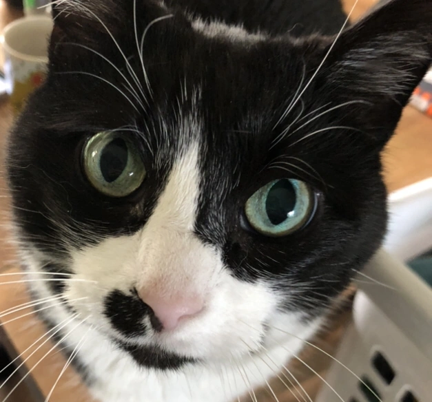 Queen Edith XVI | Cats Rule The Earth Wiki | Fandom