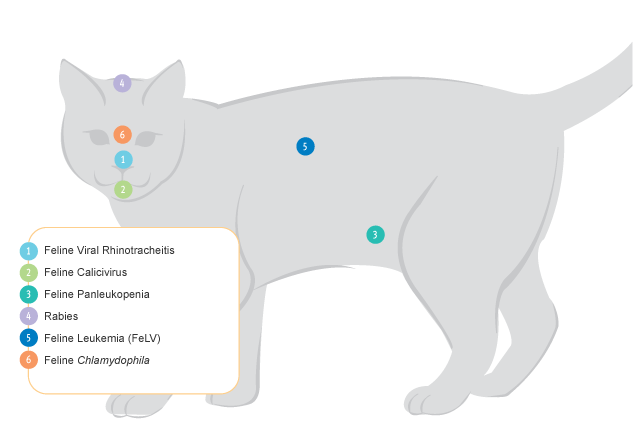 Diseases & Vaccination | Catstips Wiki | Fandom