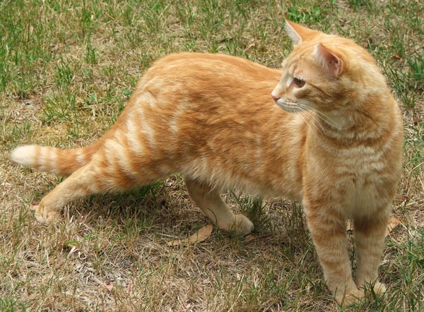 Vanilla Sare | The Catsville Stories Wiki | Fandom