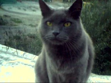 Nickoli Gaudet | The Catsville Stories Wiki | Fandom