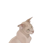 Jag/Wildwood Story | Cattails Game Wiki | Fandom