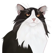 Coco/Wildwood Story | Cattails Game Wiki | Fandom