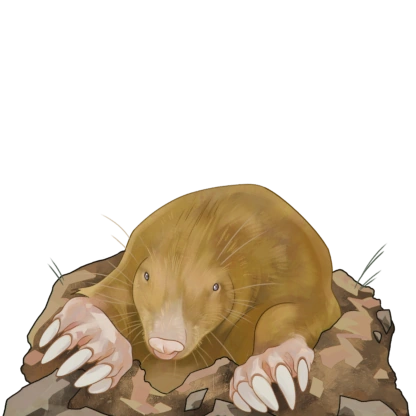 Molu/Wildwood Story | Cattails Game Wiki | Fandom