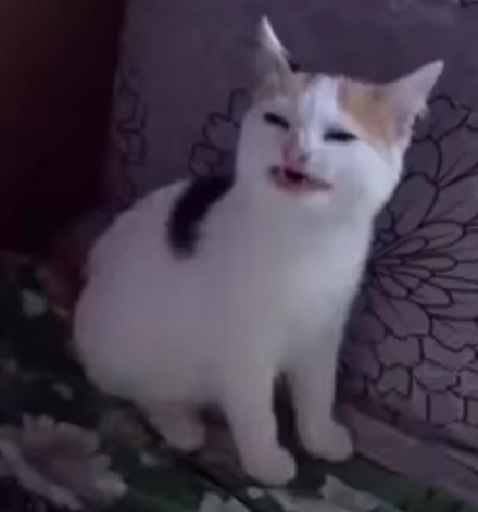 Catto Boi/Gallery | Catto Boi Wiki | Fandom