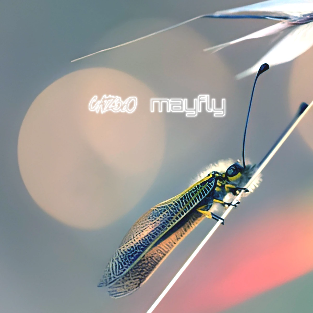 Mayfly | Catz360 Wiki | Fandom