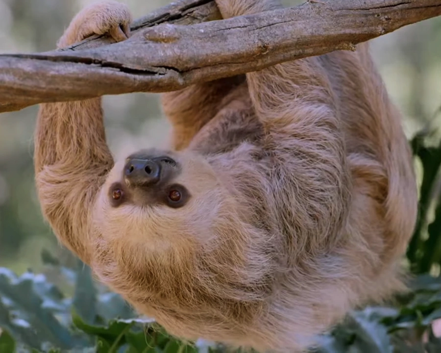 Categoria:Personagens | A Caverna Encantada Wiki | Fandom