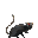 Giant Rat | Caves of Lore Wiki | Fandom