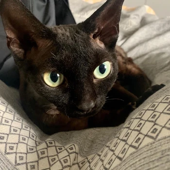 Fig | Cavetown Wiki | Fandom