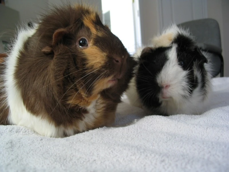 Abyssinian | The Guinea Pig Wiki | Fandom