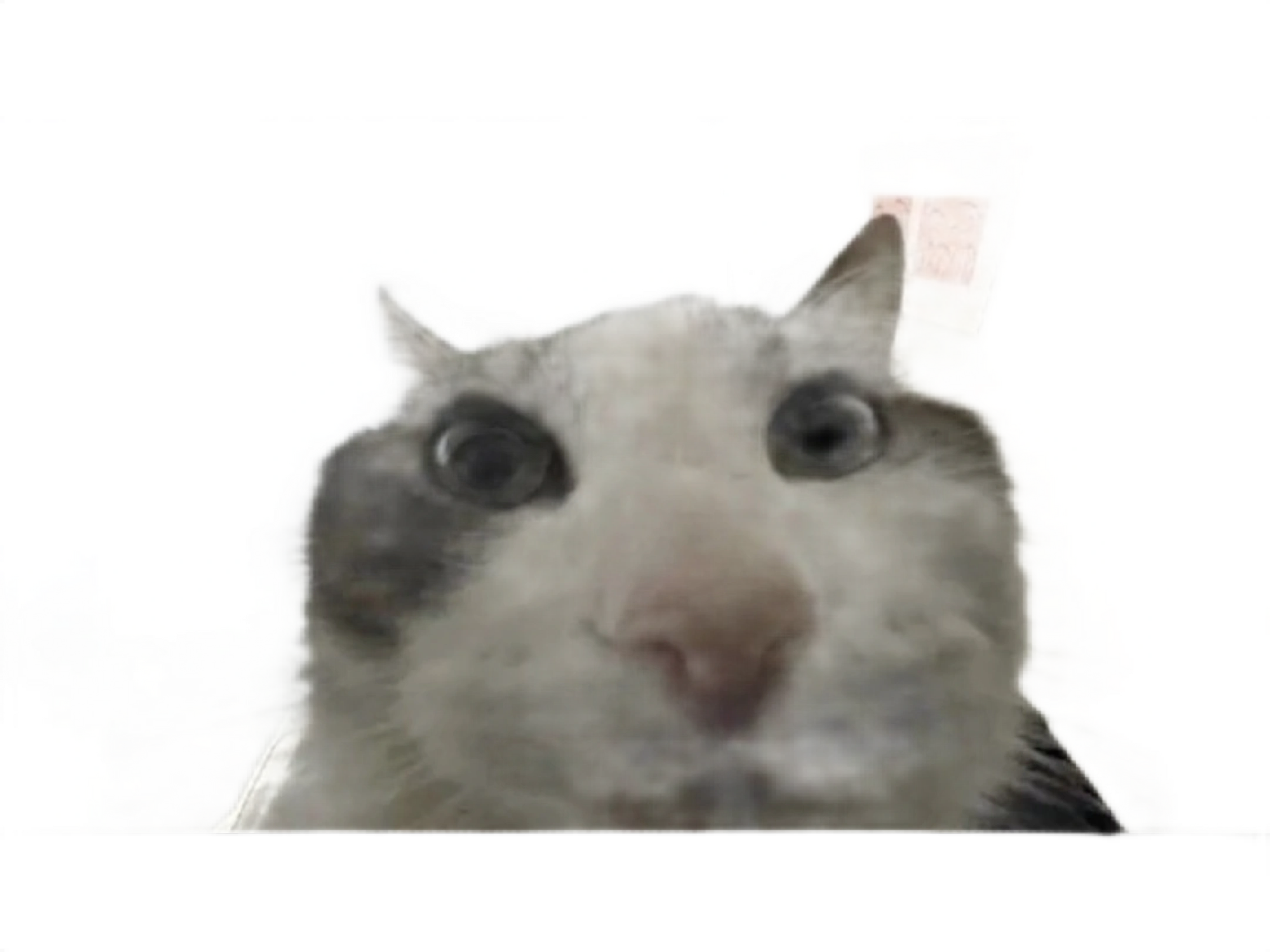 when i accidentally slip some 2022 vocabulary into my speaking | Fandom