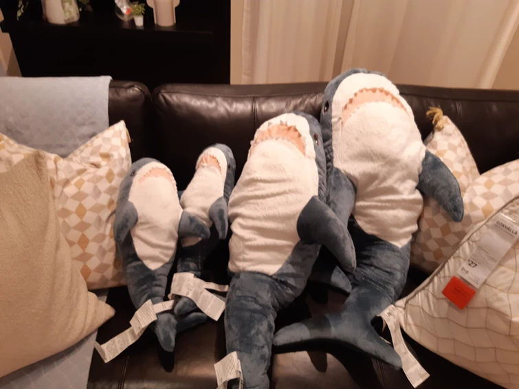 Shark family picture | Fandom