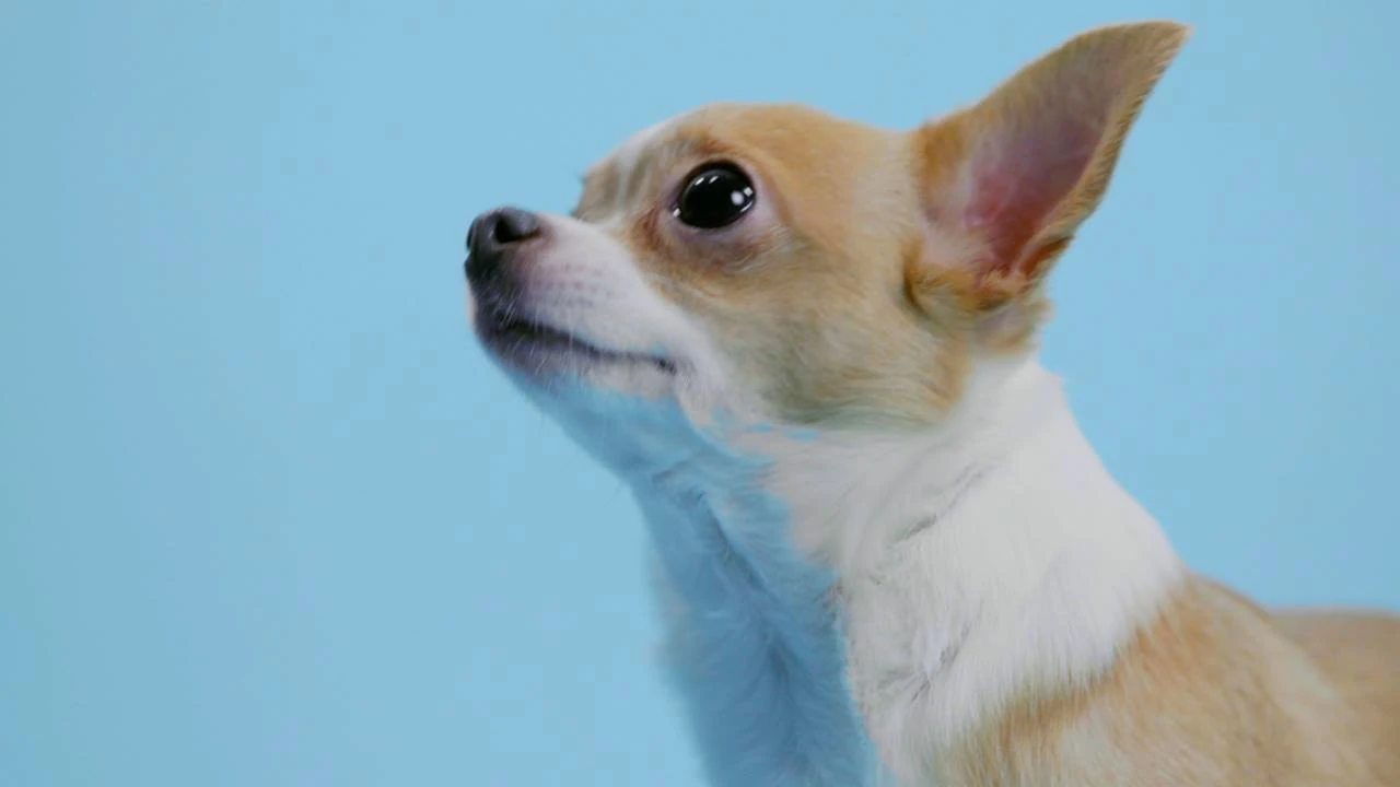 tracker breed | Fandom