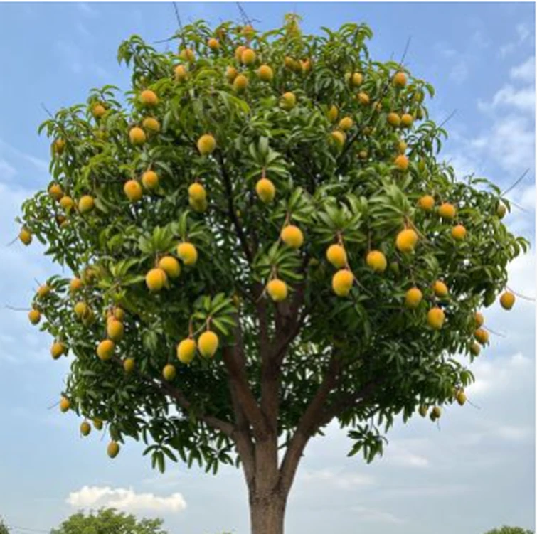 Started growing a mango tree. | Fandom