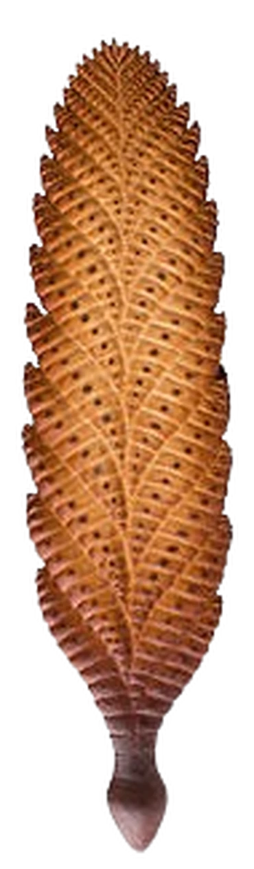 Discuss Everything About Dinopedia | Fandom