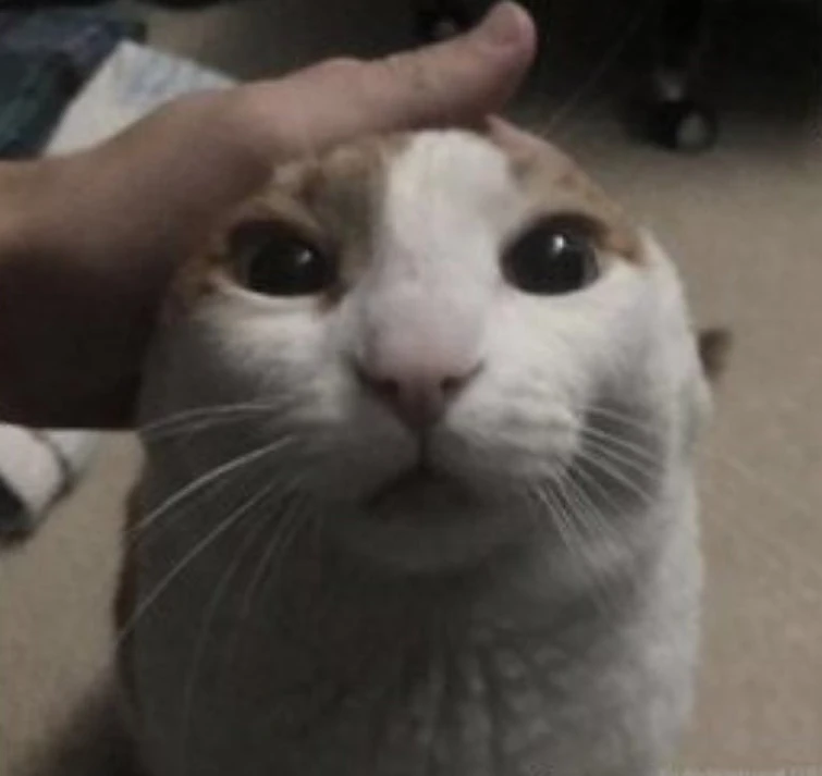 My gatos, we must raid by posting funny cat memes | Fandom