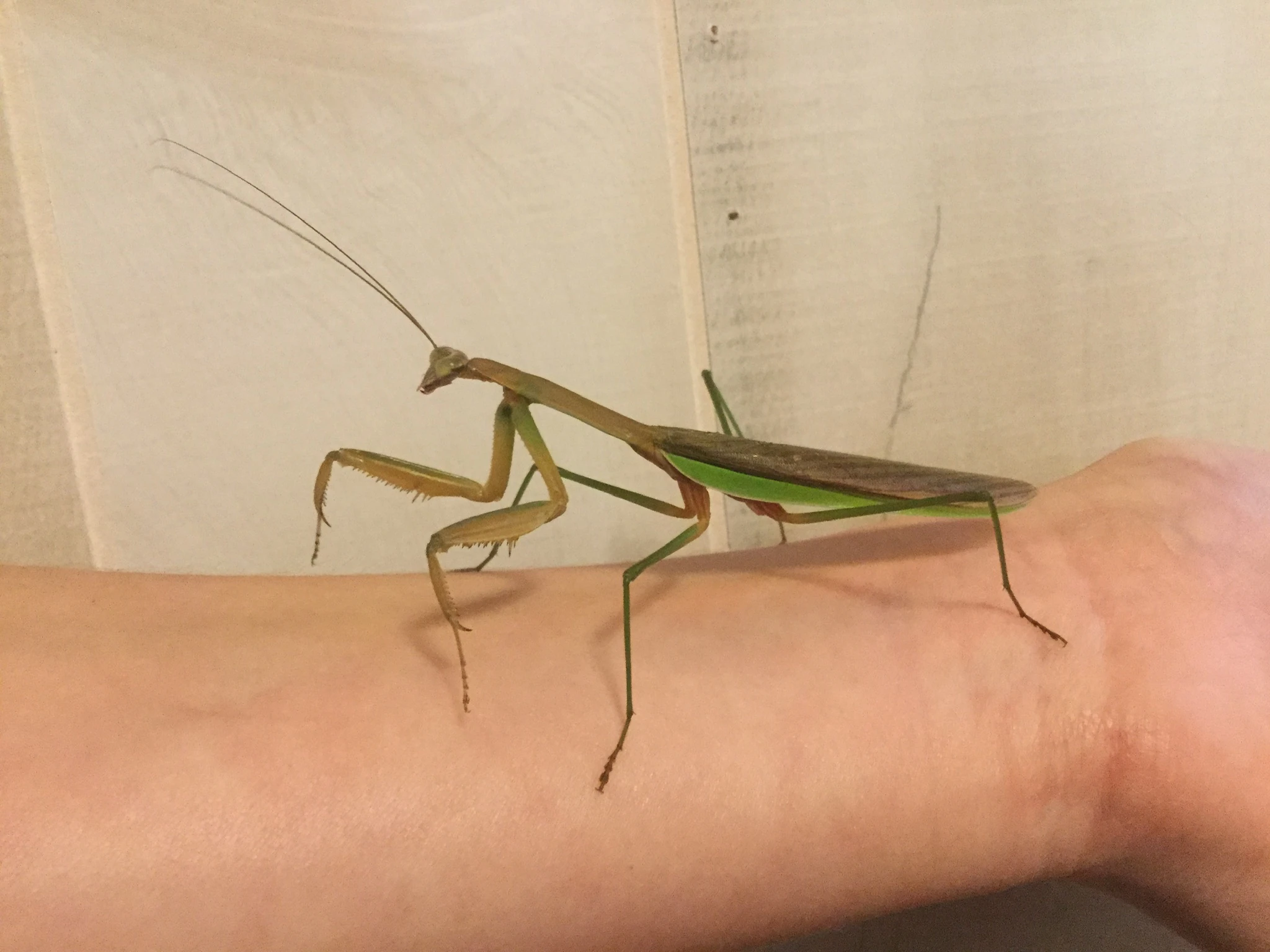 Praying mantis | Fandom