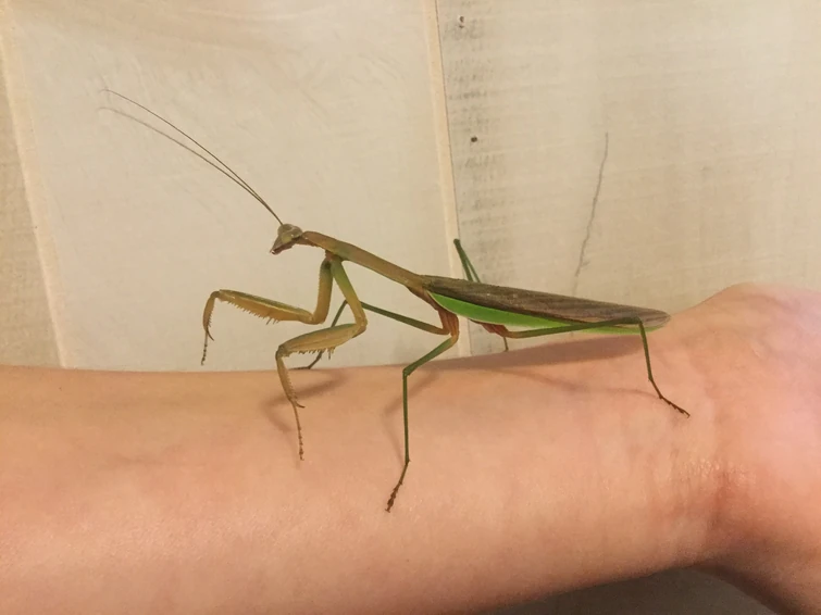 Praying mantis | Fandom