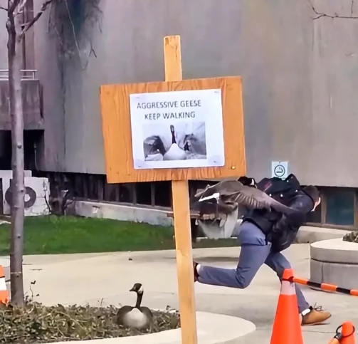 aggressive geese alright | Fandom