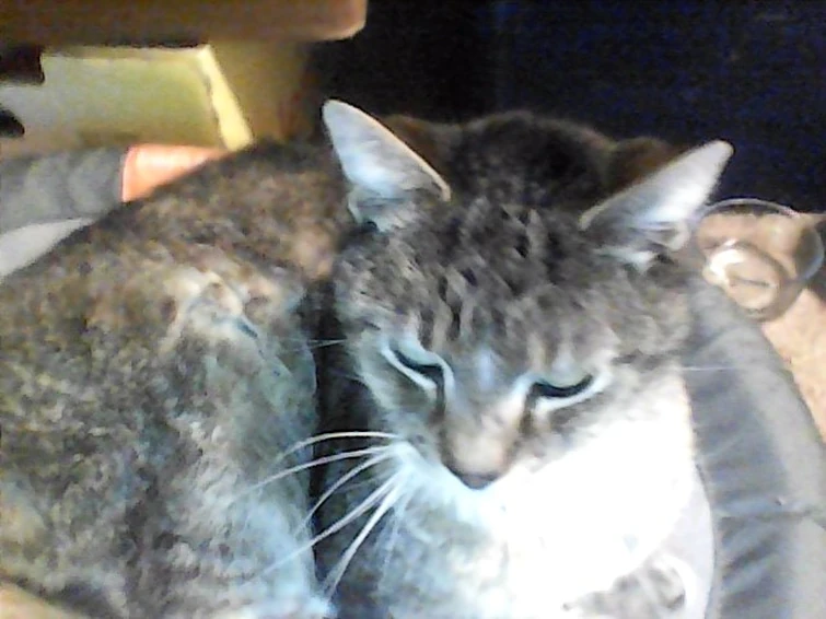 My cat has more rizz than you | Fandom