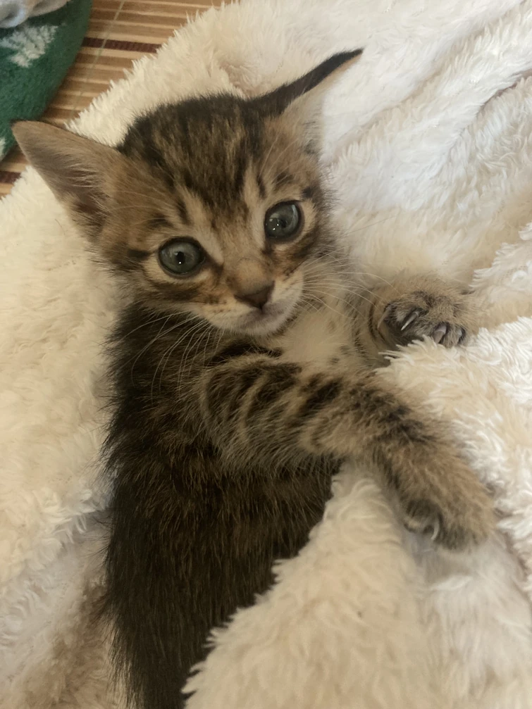 Discuss Everything About KaijuUniverse Wiki | Fandom