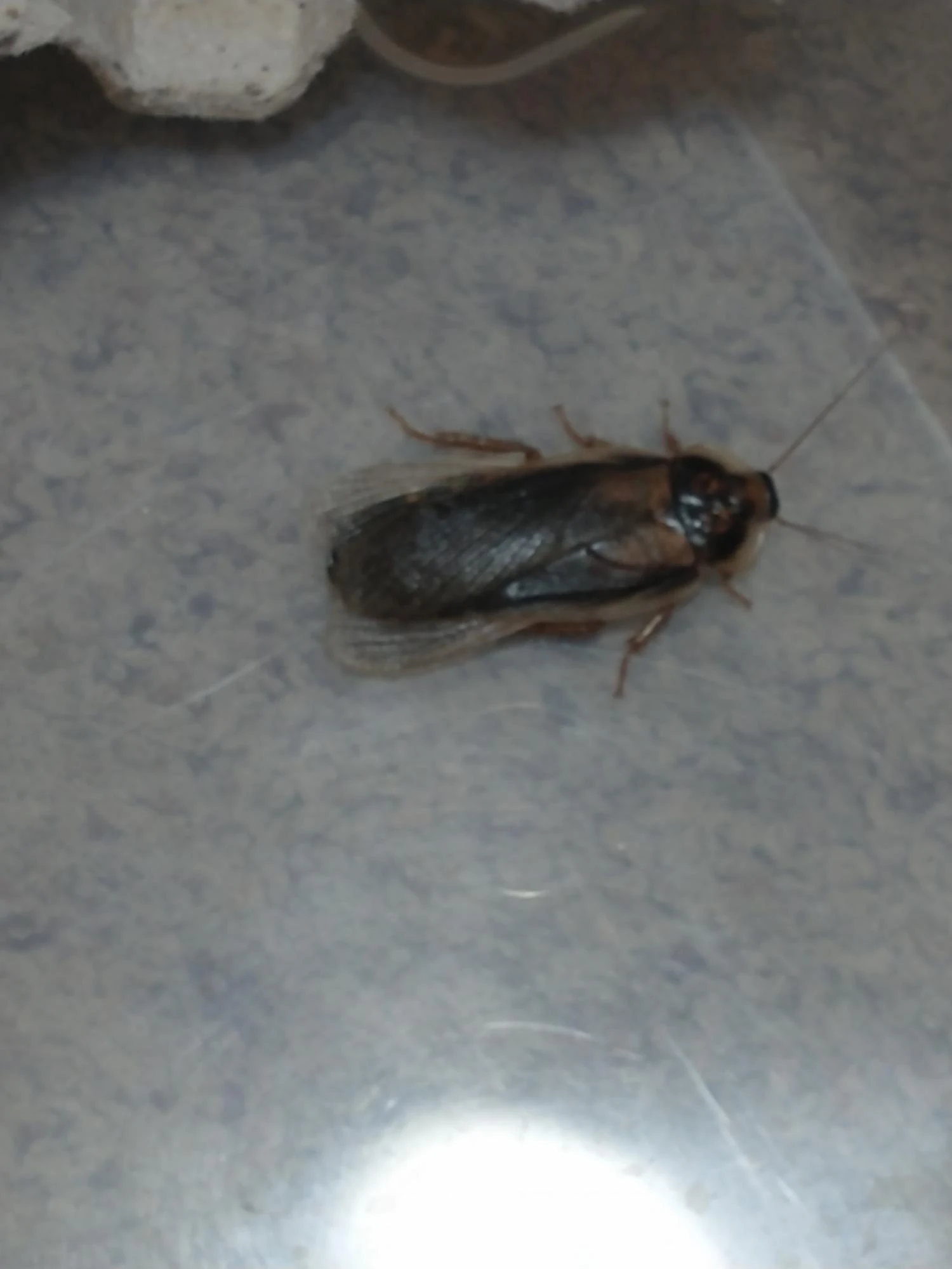 Excited (t/w mention/pic of a roach) | Fandom