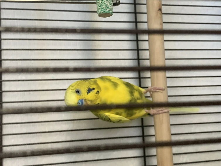 Birb | Fandom
