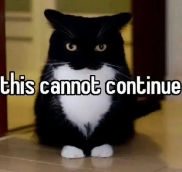 just got a shocked bear bee :) | Fandom