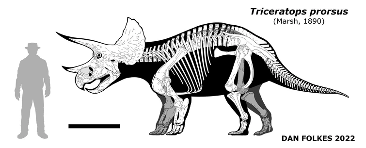 What's the most accurate T. prorsus skeletal as of now? | Fandom
