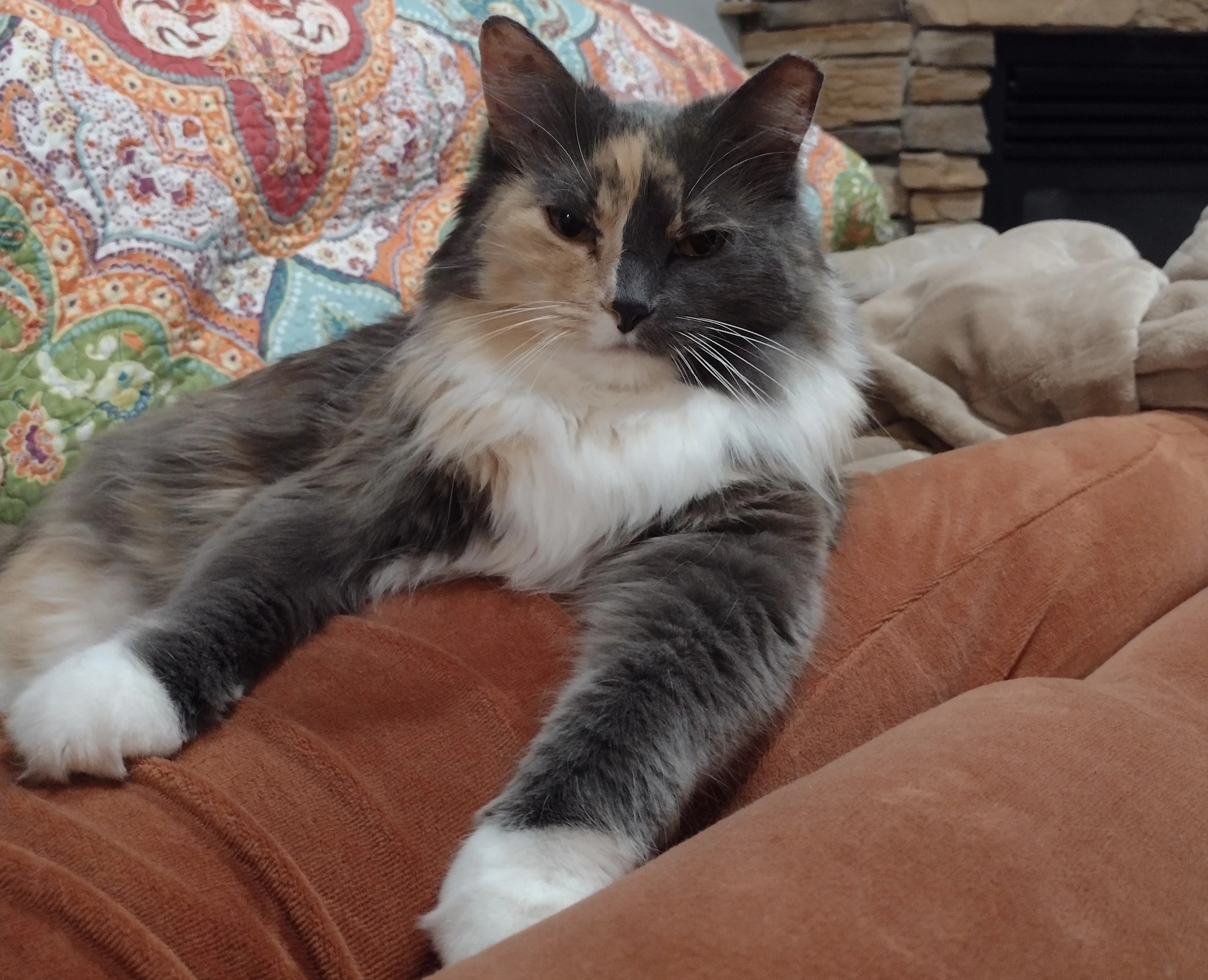 Why is my cat mewing | Fandom