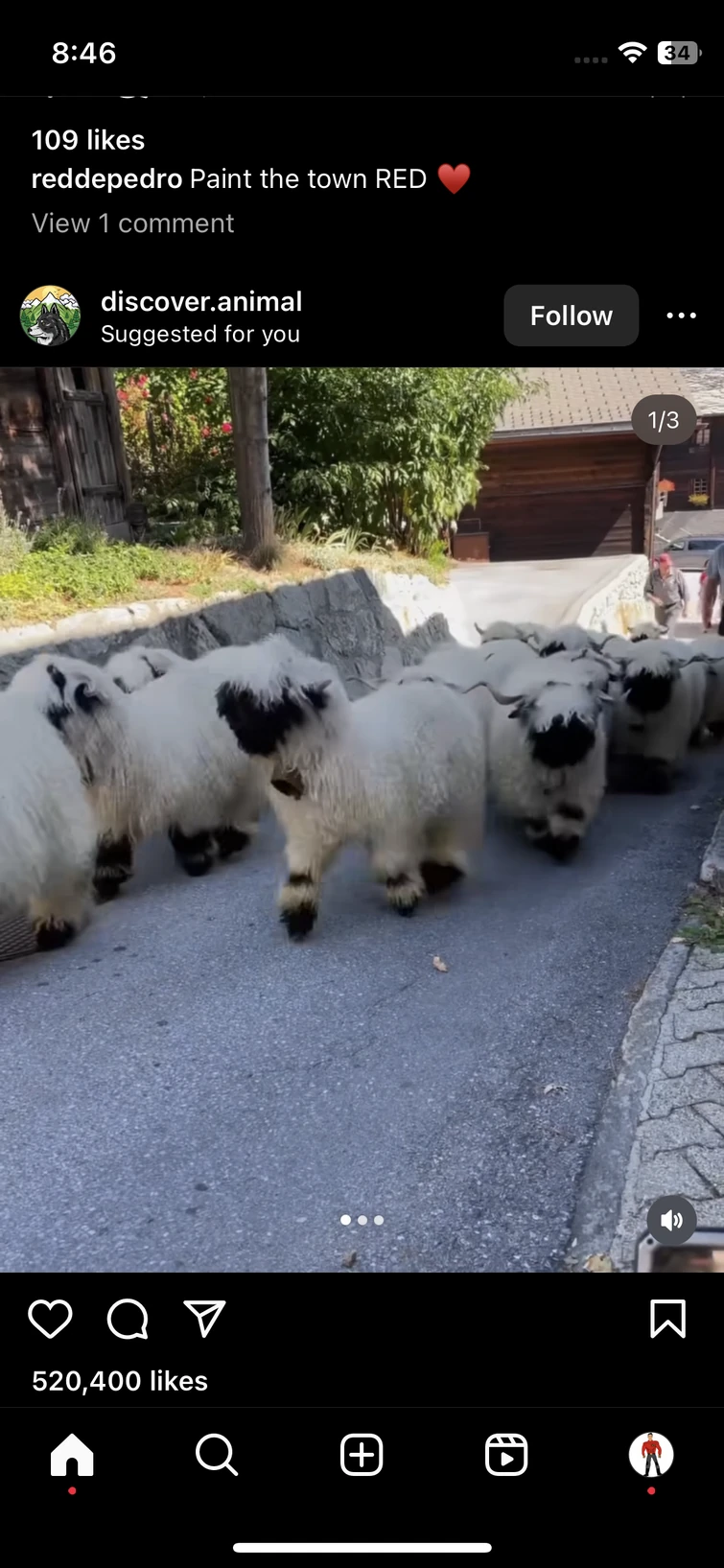 Is it just me or do these sheep look like Appa? | Fandom