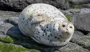 What creature would be best for a seal skin? | Fandom