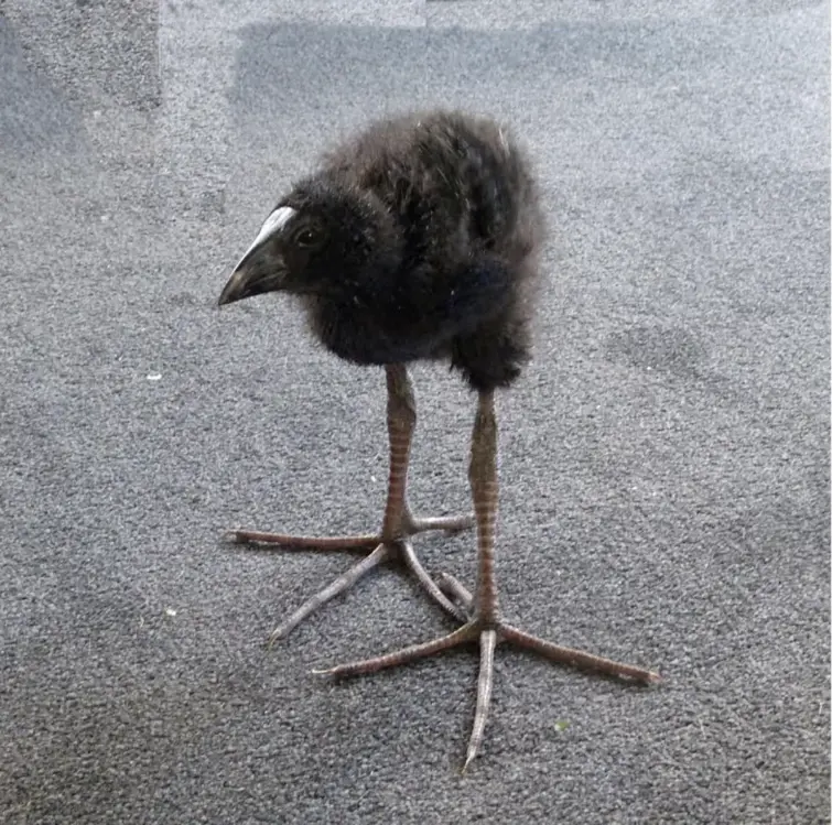 Discuss Everything About Feather Family Wiki | Fandom