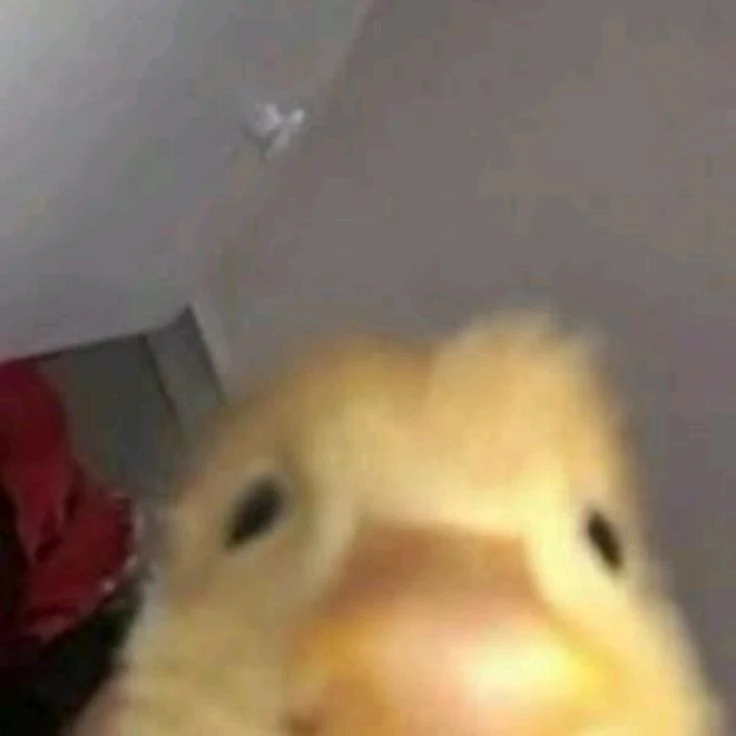 Literally me: | Fandom