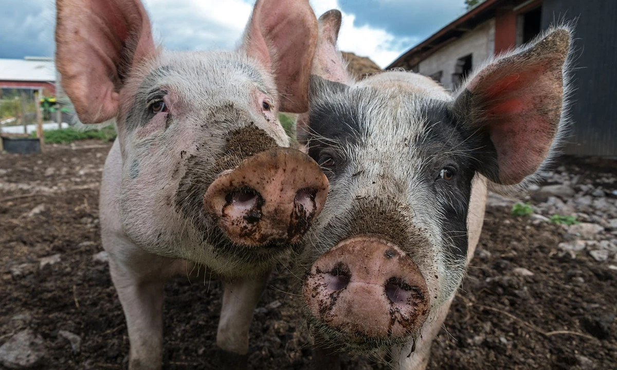 Mucky Pig! | CBBC | Fandom