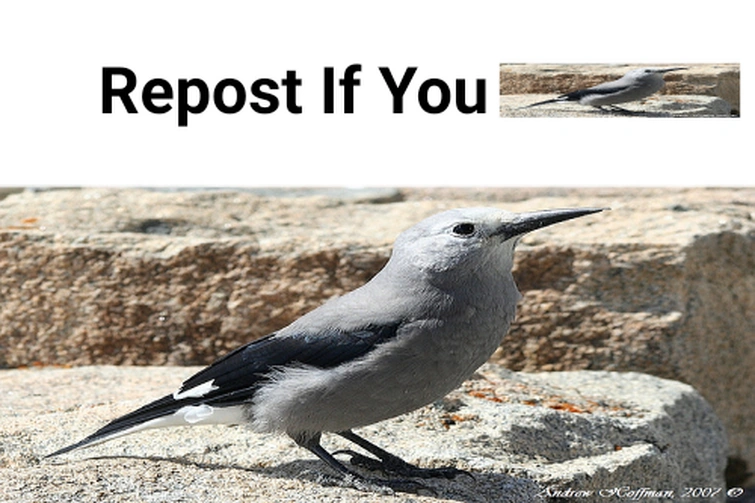 REPOST IF U BIRB IN DA COMMENTS | Fandom