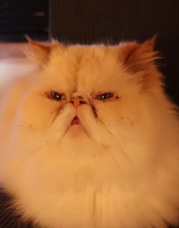 Furbaby | Cape Breton Cinematic Universe Wiki | Fandom