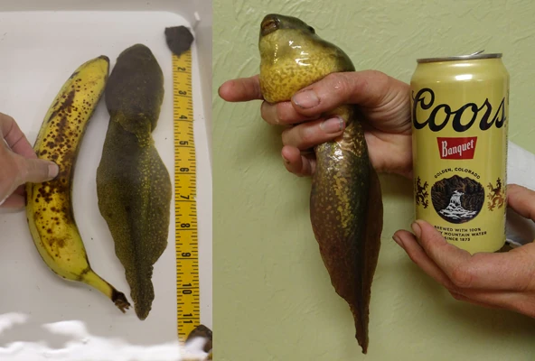 goliath the large tadpole: an assortment of 2 sentences | Fandom