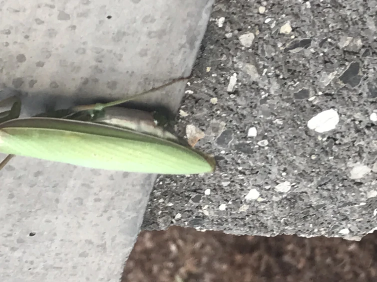 Praying Mantis infection | Fandom