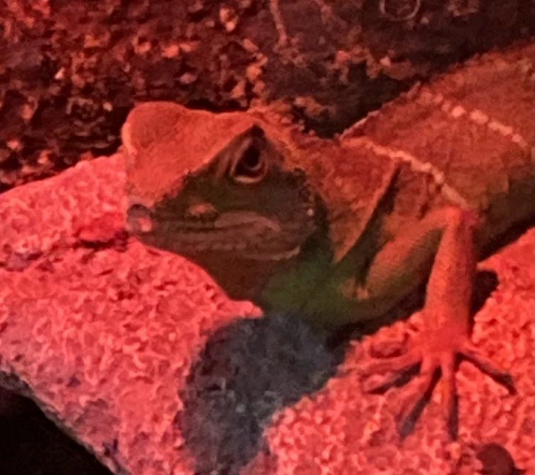 rate this lizard | Fandom