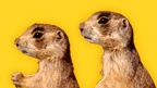 CBeebies Shows (2020 - 2021) | CBeebies Fanon Wiki | Fandom