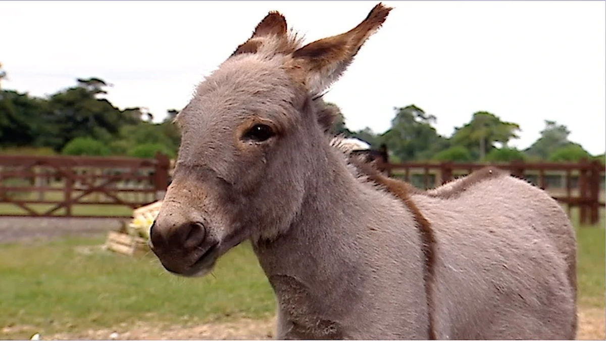 Big Barn Farm | CBeebies Fanon Wiki | Fandom