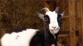 Big Barn Farm | CBeebies Fanon Wiki | Fandom