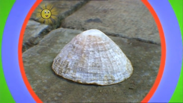 Shell | CBeebies Fanon Wiki | Fandom