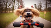 CBeebies Wiki | Fandom