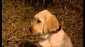 Big Barn Farm | CBeebies Fanon Wiki | Fandom