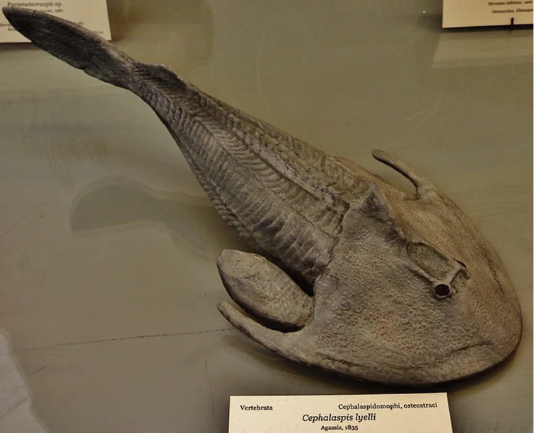 cephalaspis lyelli | Fandom
