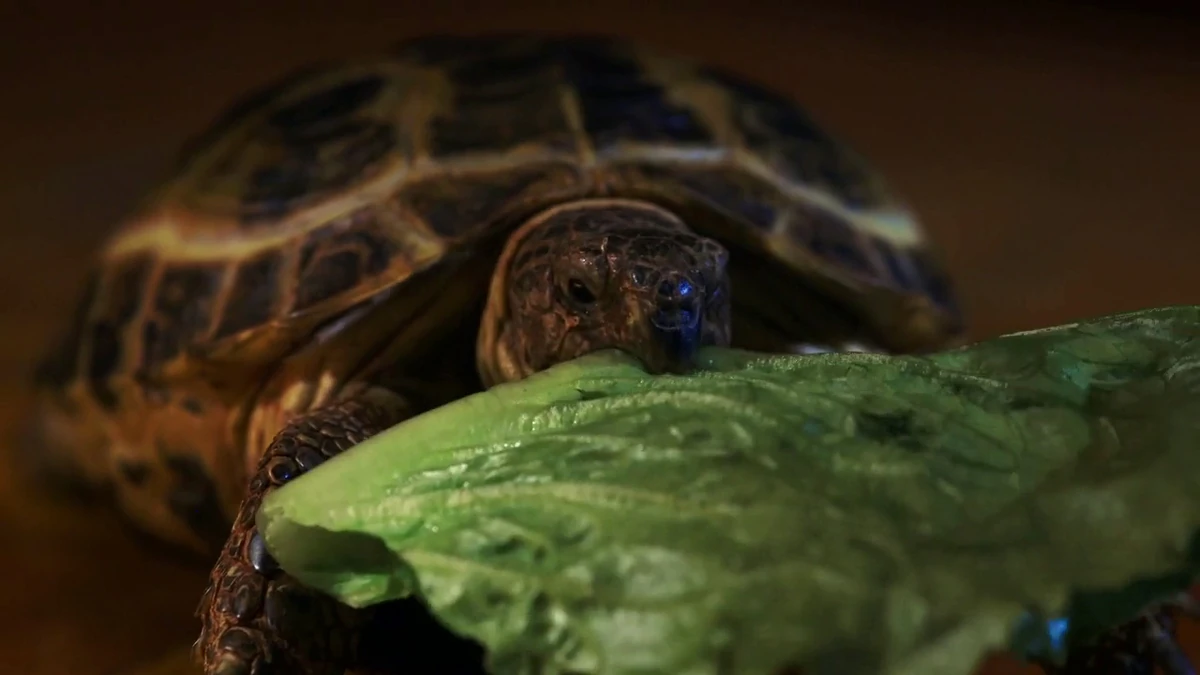 Clyde | Elementary Wiki | Fandom