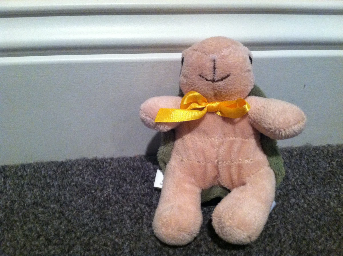 Turtle | C.C Plush Wiki | Fandom